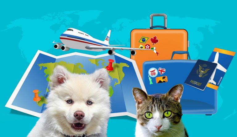 Tips for Traveling with Your Pet - Medical District Veterinary Clinic ...