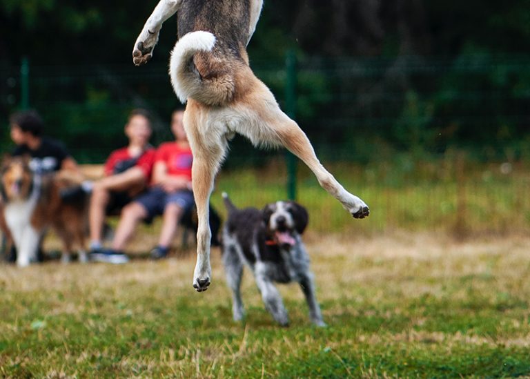 CCL: Cranial Cruciate Ligament Injuries - Medical District Veterinary ...